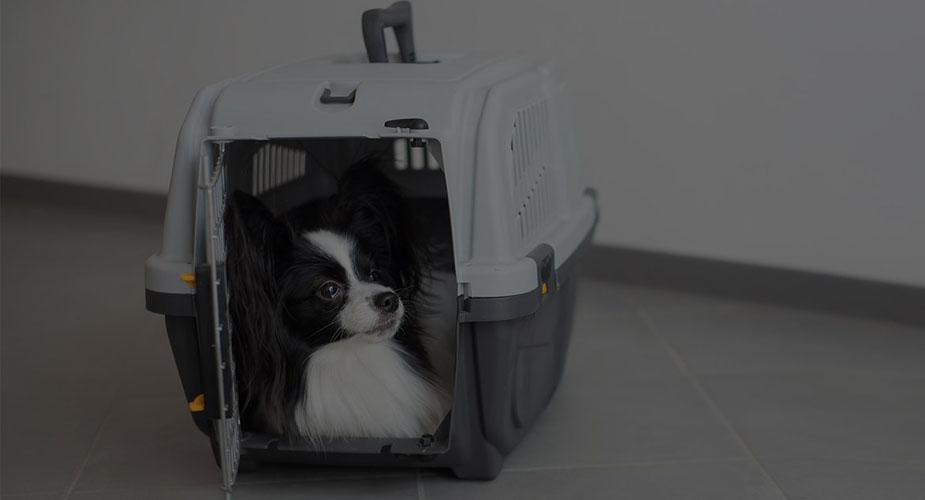 How to Get Your Pets Ready for an International Move